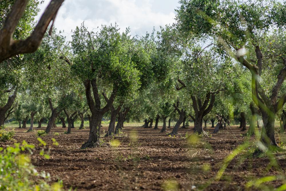 Agricola Conforti | Calabria Terra Buona